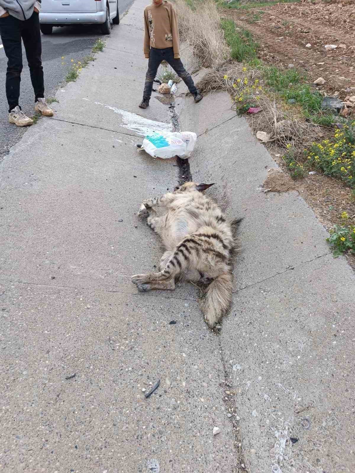 Nesli Tükenme Tehlikesindeki Çizgili Sırtlan Telef Oldu - Metropol Medya